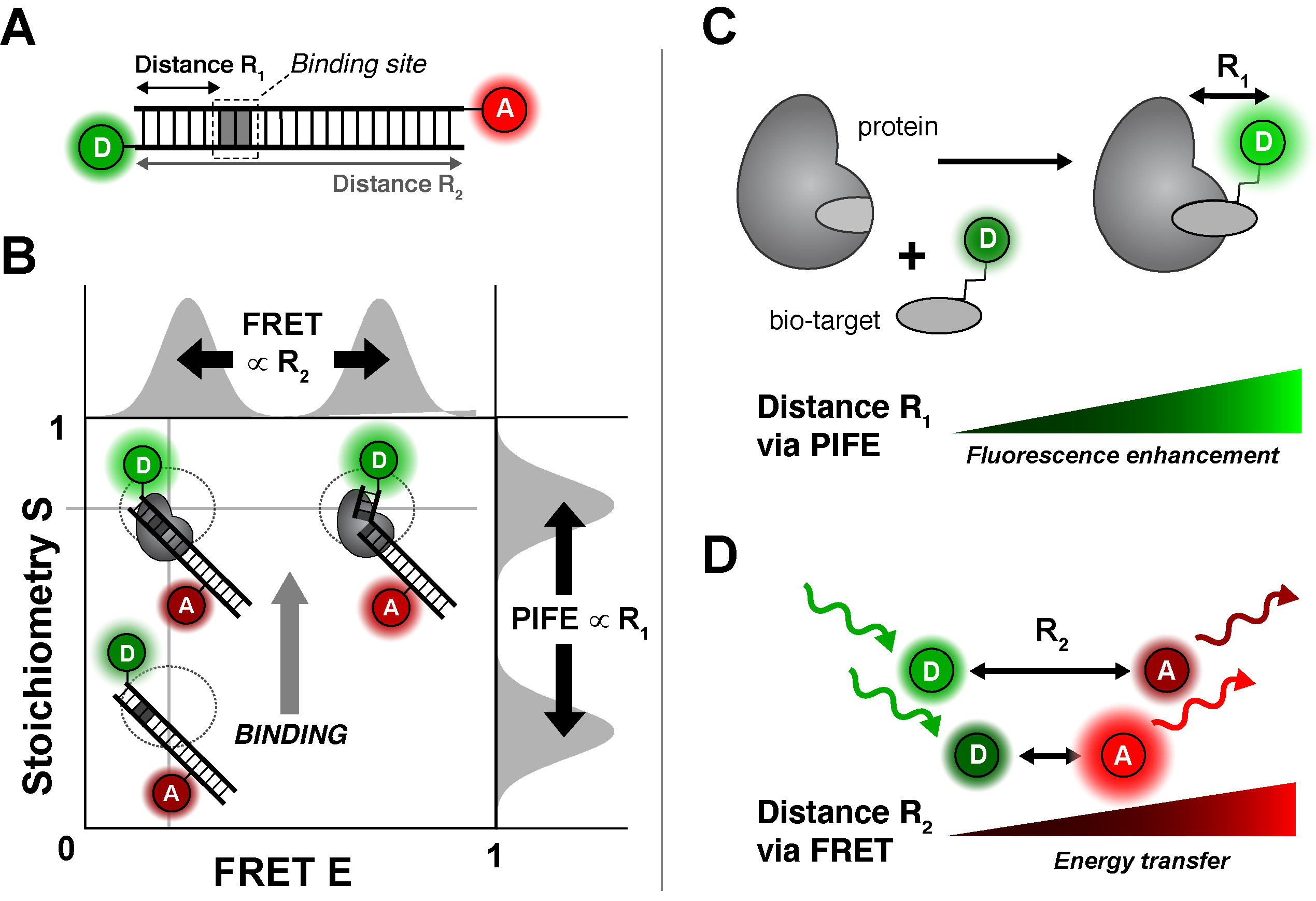 Publication: Fluorescence resonance energy transfer and protein-induced ...